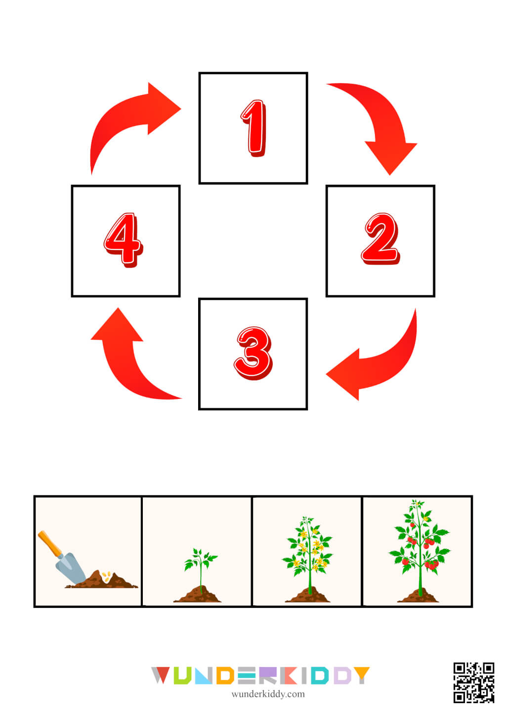 Activity sheet «Life cycle» - Download or print for free