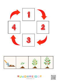 Activity sheet «Life cycle» - Download or print for free