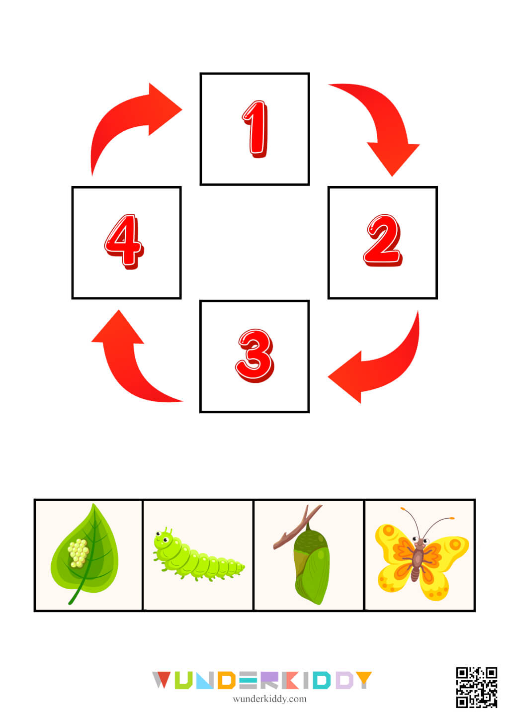 Activity sheet «Life cycle» - Download or print for free