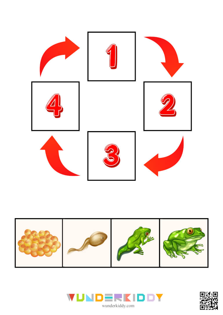 Activity sheet «Life cycle» - Download or print for free
